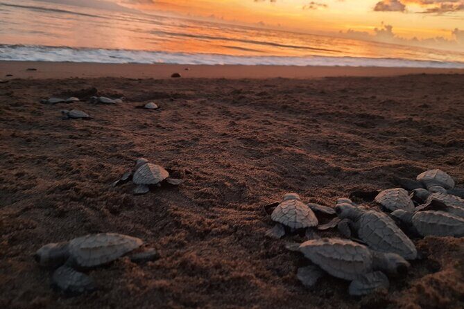 Sea Turtle Release  A Puerto Vallarta Conservation Adventure - What to Expect on the Tour