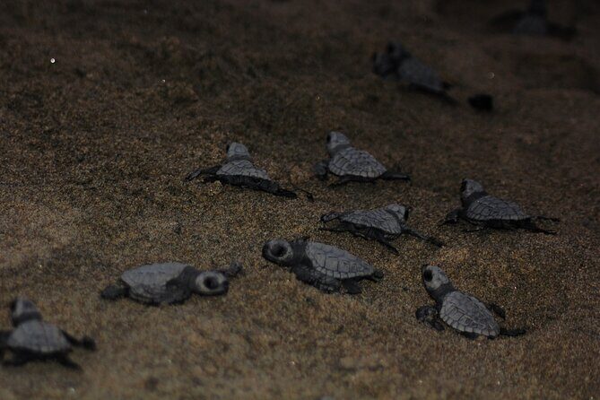 Sea Turtle Release  A Puerto Vallarta Conservation Adventure - Practical Tips for Participants