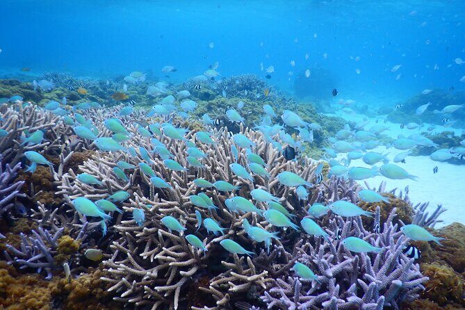 Sea turtle snorkel at Kerama Islands and Zamami Island - Key Points