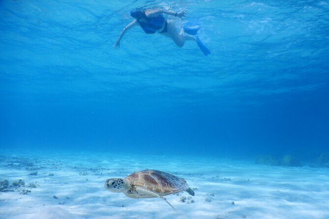 Sea turtle snorkel at Kerama Islands and Zamami Island - A Deep Dive into the Experience