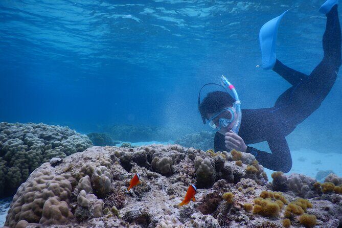 Sea turtle snorkel at Kerama Islands and Zamami Island - FAQs