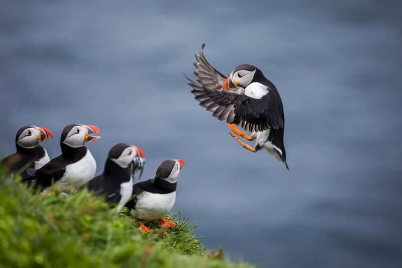 Seahouses: Seabird and Seal Cruise of the Farne Islands - An In-Depth Look at the Seabird and Seal Cruise