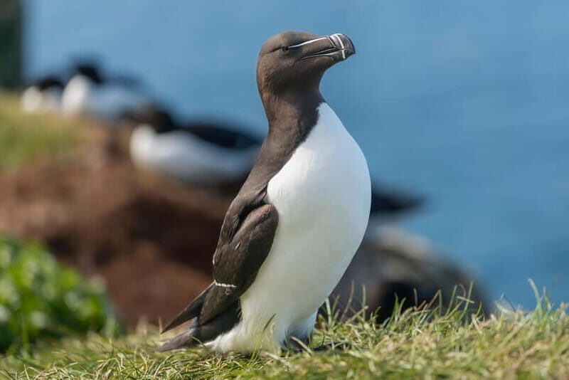 Seahouses: Seabird and Seal Cruise of the Farne Islands - The Sum Up