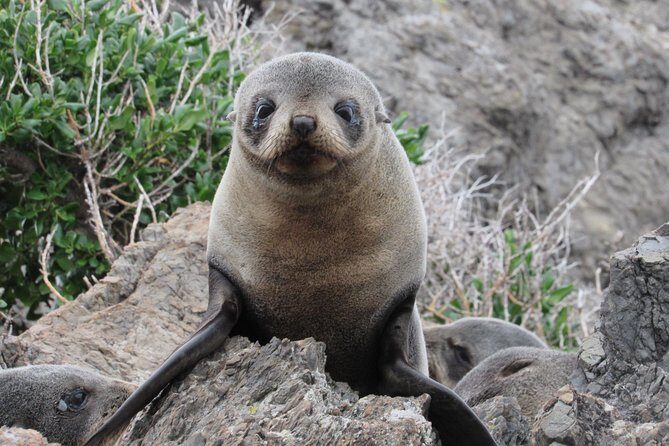 Seal Coast Safari - Exclusive access to Wellington's secret coast - An Authentic and Alluring Wellington Experience