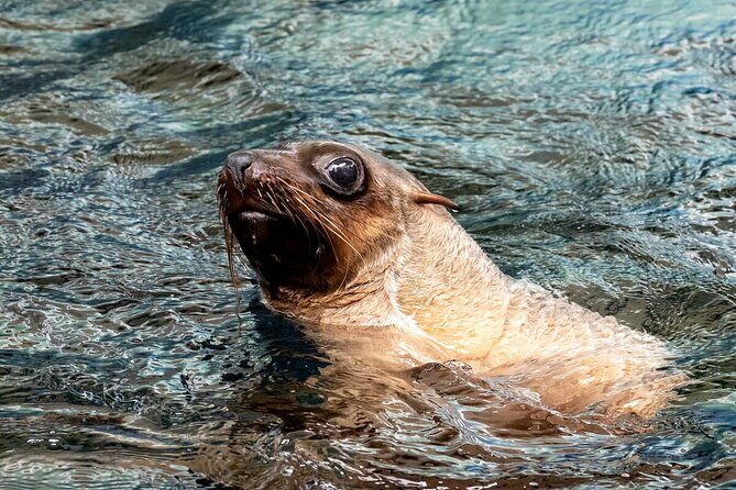 Seal Experience at Melbourne Zoo - excl. entry - In-Depth Look at the Tour Experience