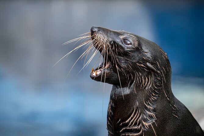 Seal Experience at Melbourne Zoo - excl. entry - Frequently Asked Questions
