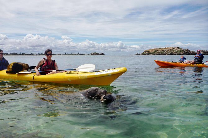 Seal Island and Penguin Island or Point Peron Sea Kayak Tour - What Makes This Tour Special?
