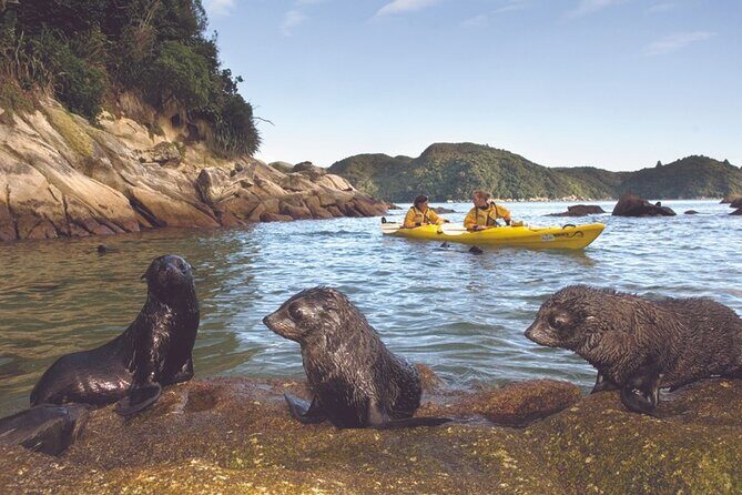 Seal Sanctuary Tour - Guided Kayaking - New Zealand - Overall Experience: Pros & Cons