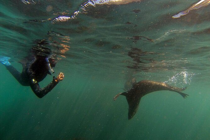Seal Swimming Tour from Kaikoura - Final Thoughts