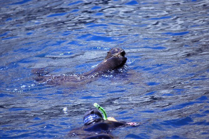 Seal Swimming Tour from Kaikoura - The Full Experience: What to Expect on the Tour