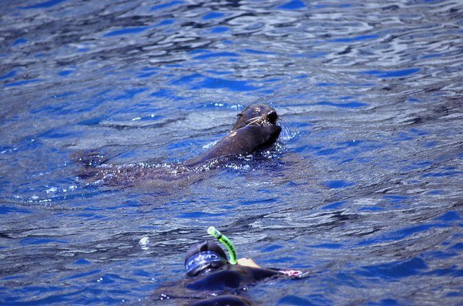 Seal Swimming Tour from Kaikoura - Who Will Love This Tour?