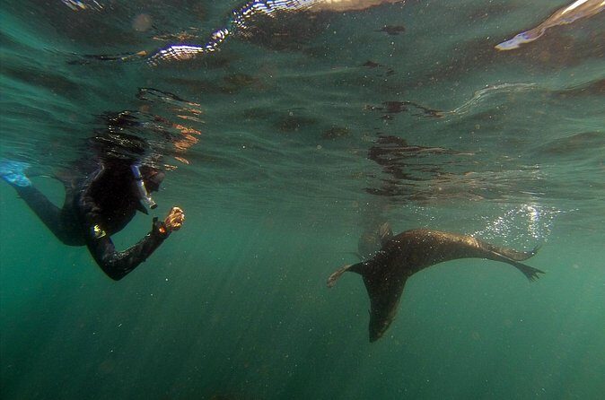 Seal Swimming Tour from Kaikoura - Practical Tips for Participants