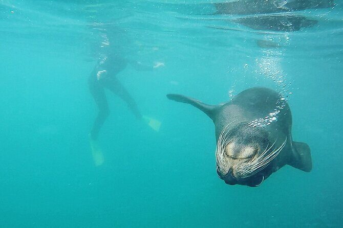 Seal Swimming Tour from Kaikoura - FAQs