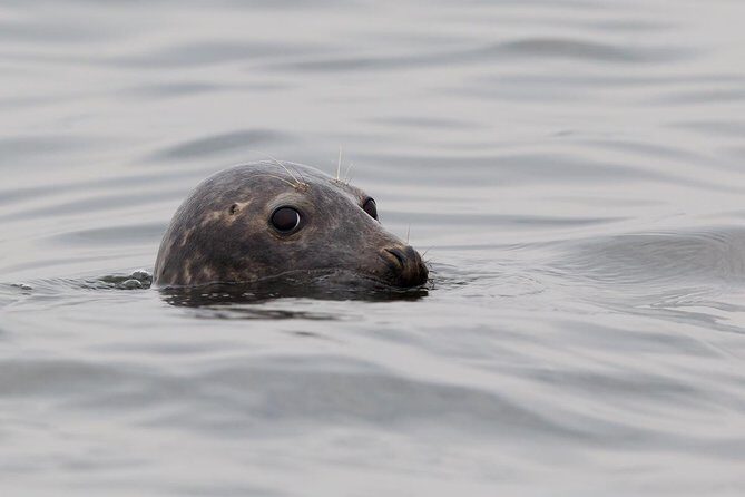 Seal-Watching Tour near Malusi Islands - Discover the Beauty of the Baltic with a Seal-Watching Tour near Malusi Islands