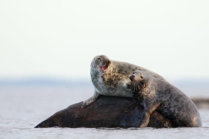 Seal-Watching Tour near Malusi Islands - What to Expect and How to Make the Most of It