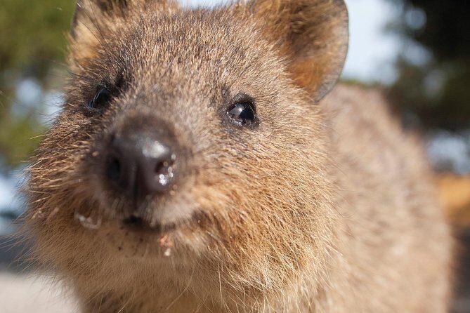 Seaplane Flights Perth to Rottnest Island and return - Authentic Perspectives from Travelers