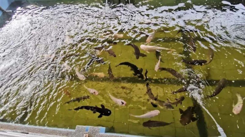 Seaside Charms & Eco Discoveries: Morib to Bagan Lalang - Who Will Get the Most Out of This Tour?