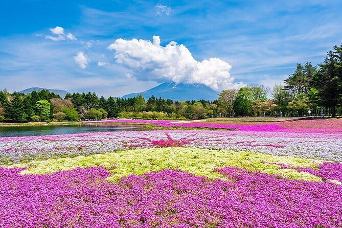 Season Special: Private Mt. Fuji Shibazakura Spring Tour - Introduction
