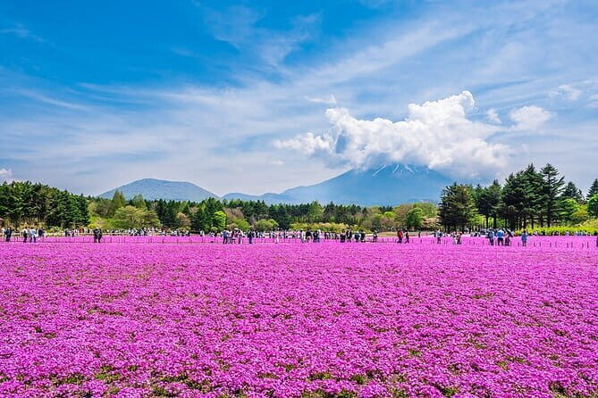 Season Special: Private Mt. Fuji Shibazakura Spring Tour - Key Points