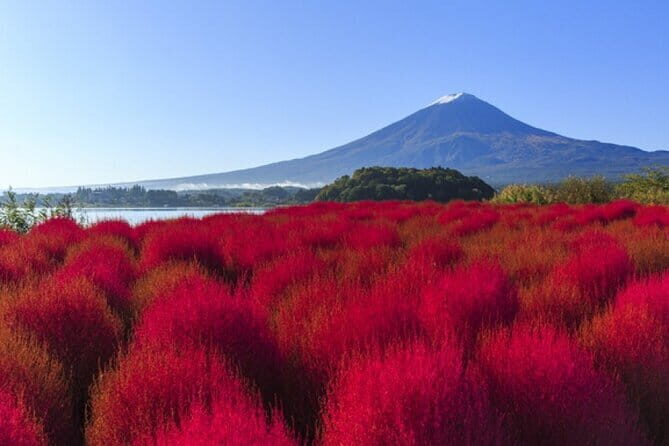 Seasonal Mt. Fuji Scenic Views, Fruit Picking and Ropeway Ride! - Authentic Experiences and What You Can Expect