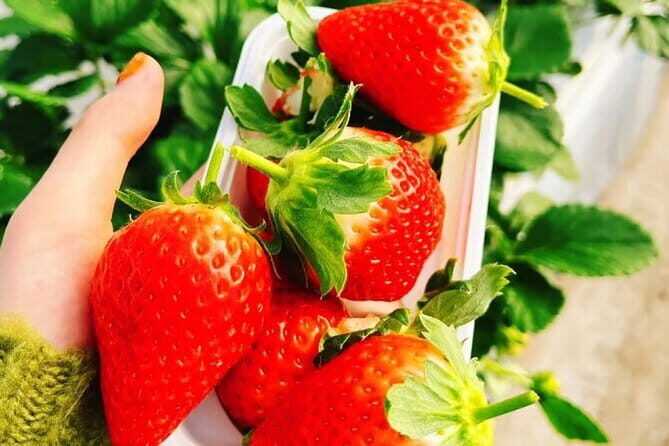 Seasonal Mt. Fuji Scenic Views, Fruit Picking and Ropeway Ride! - Practical Tips for Choosing This Tour