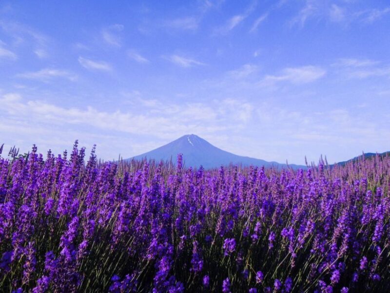Seasonal Mt. Fuji Scenic Views, Fruit Picking and Ropeway! - Key Points