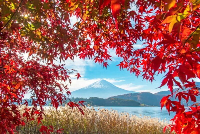 Seasonal Mt. Fuji Scenic Views, Fruit Picking and Ropeway! - A Practical Guide to the Tour Experience