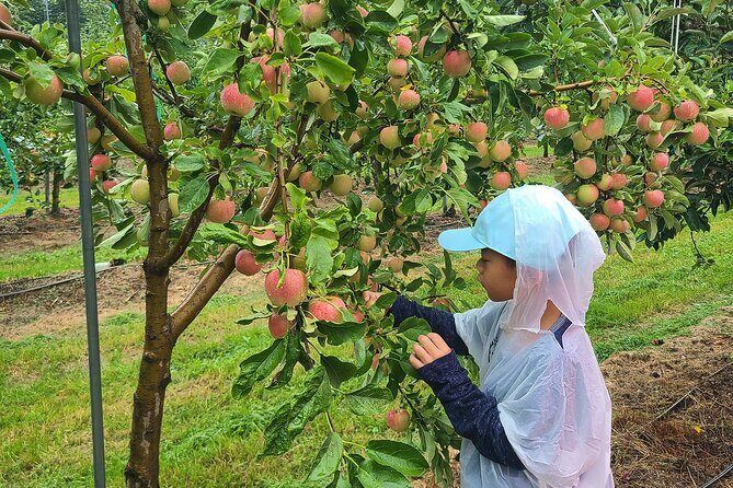 Seasonal Pocheon Full Day Tour with Apple Farm Experience - Boss Apple Farm: A Taste of Local Agriculture