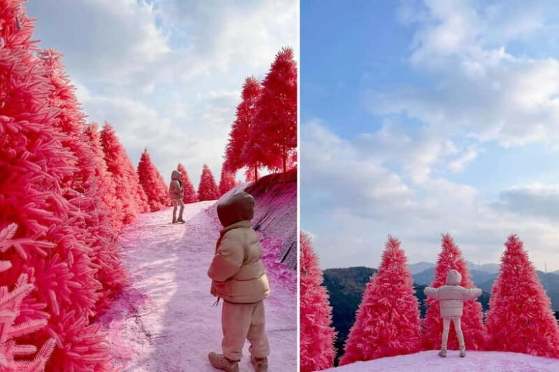 Seasonal Pocheon Full Day Tour with Apple Farm Experience - A Practical Breakdown of the Tour Experience