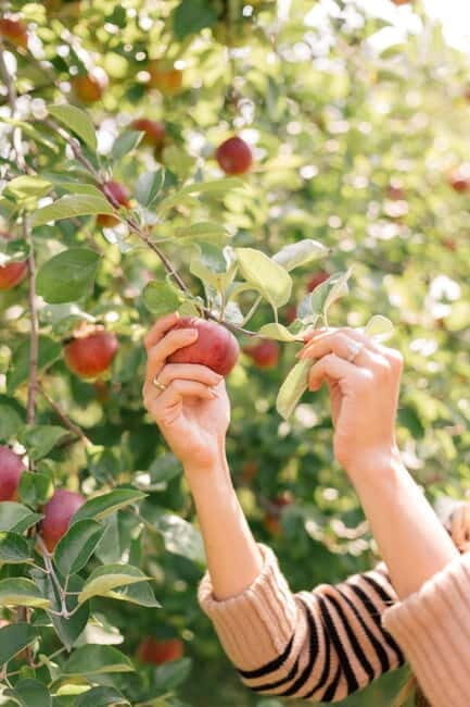 Seasonal Pocheon Full Day Tour with Apple Farm Experience - Who Should Consider This Tour?