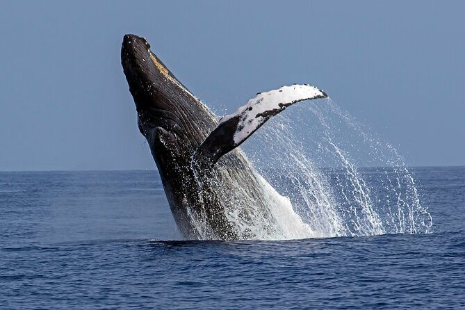 Seasonal Small-Group Humpback Whale Watching in Kona - What to Expect on Your Kona Whale Watching Trip