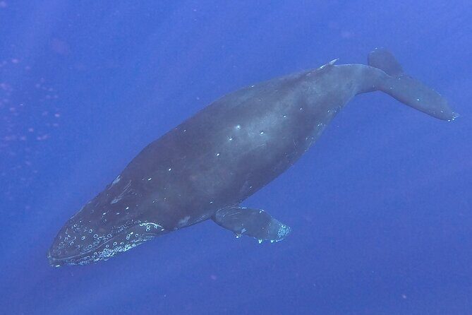 Seasonal Small-Group Humpback Whale Watching in Kona - Price, Value, and What You Get