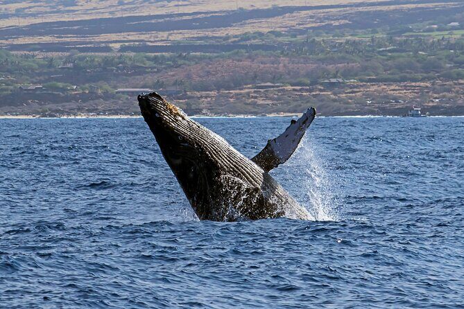 Seasonal Small-Group Humpback Whale Watching in Kona - Authenticity and Customer Experience