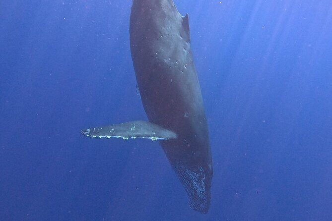 Seasonal Small-Group Humpback Whale Watching in Kona - FAQs