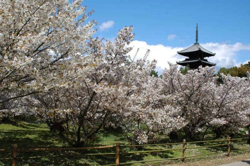 Seasonal Splendor Kyoto Cherry Blossoms (Spring Only) - Key Points