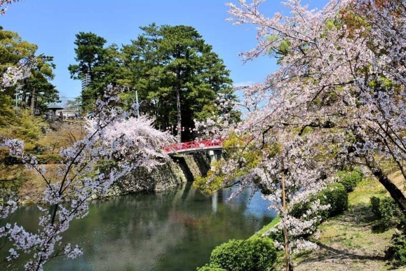 Seasonal Splendor Kyoto Cherry Blossoms (Spring Only) - Starting Point: Ginkaku-ji (Silver Pavilion)