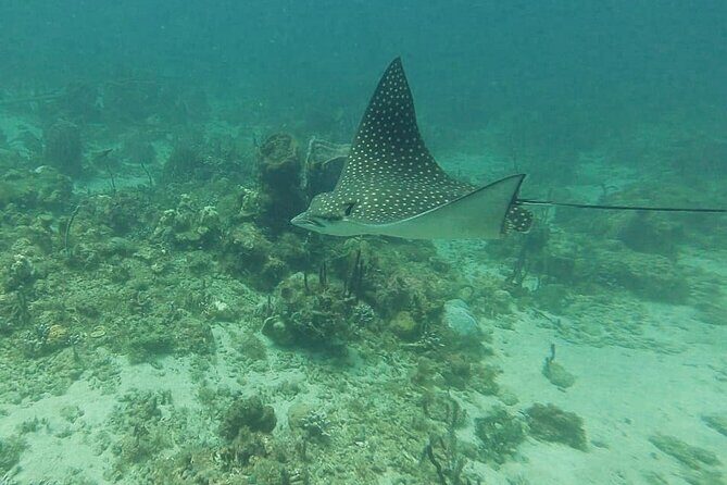 SeaTrek St. Lucia - Final Thoughts: Is SeaTrek Worth It?