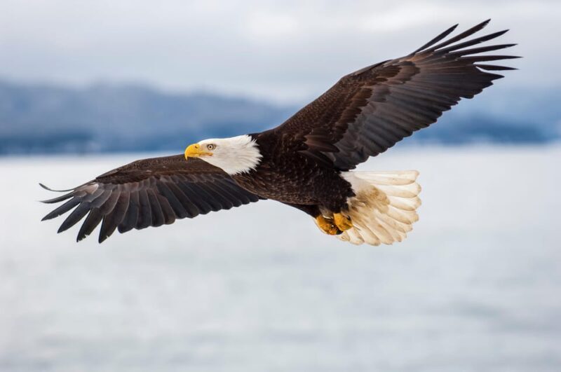 Seattle: Half-Day Wildlife and Whale Watching Cruise - Why This Tour Is a Smart Choice