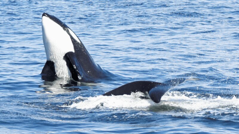 Seattle: Half-Day Wildlife and Whale Watching Cruise - Final Thoughts