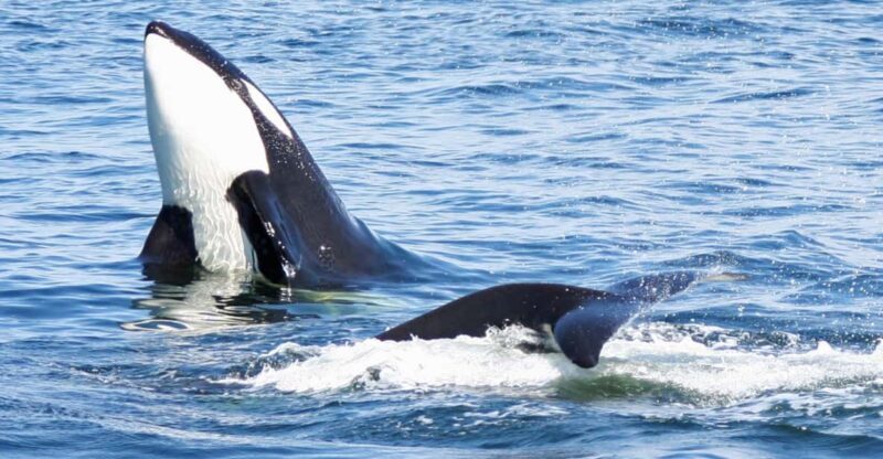 Seattle: Half-Day Wildlife and Whale Watching Cruise - FAQ