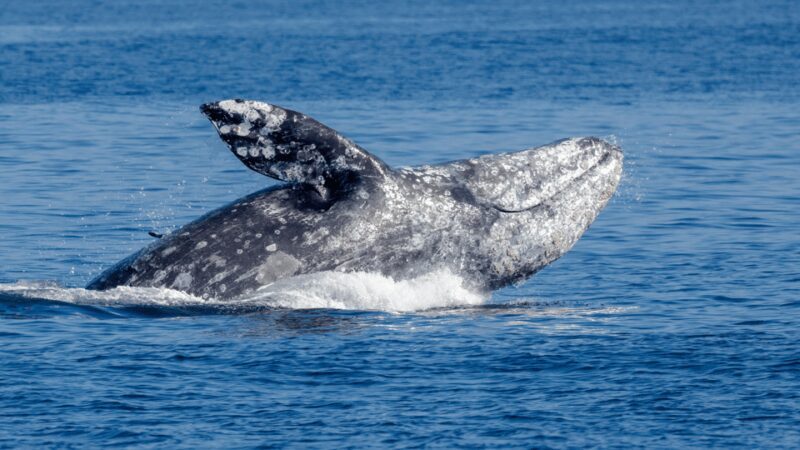 Seattle: Half-Day Wildlife and Whale Watching Cruise - Who Should Consider This Tour?