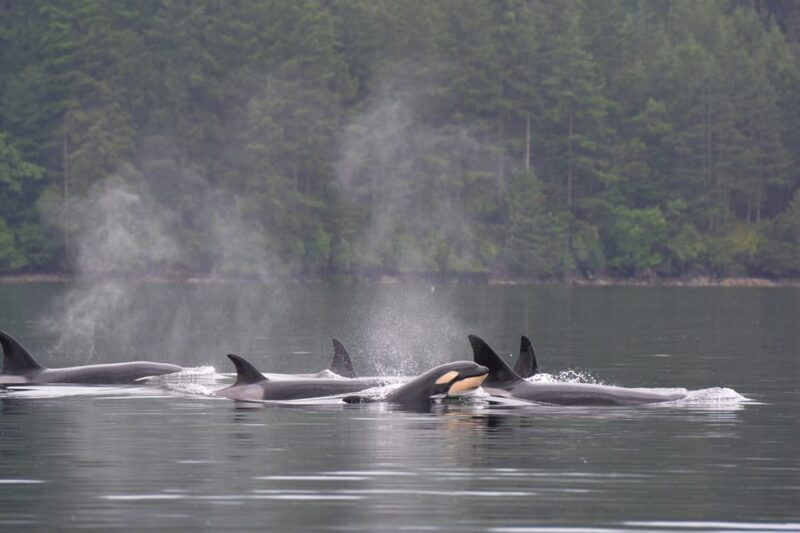 Seattle: Half-Day Wildlife and Whale Watching Cruise - Key Points