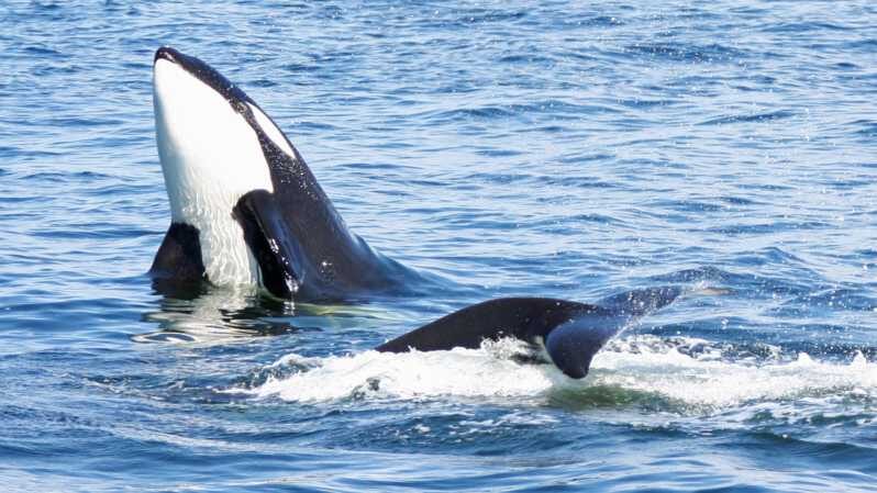 Seattle: Half-Day Wildlife and Whale Watching Cruise - An In-Depth Look at the Experience