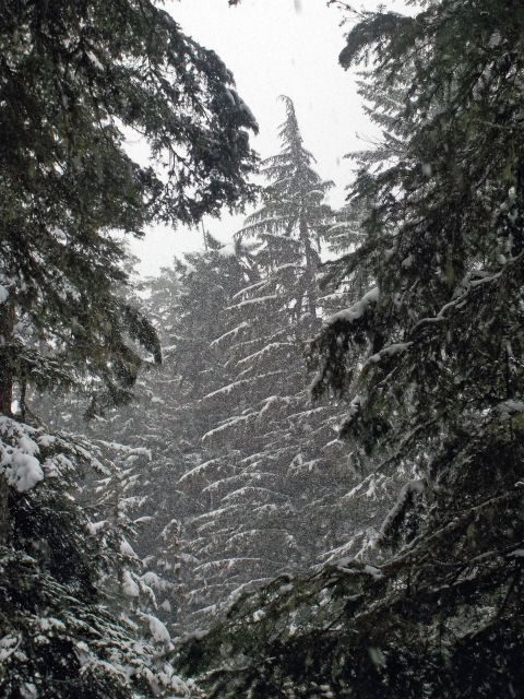 Seattle: Longmire in Mount Rainier Winter Day Tour - Authentic Experiences and Authenticity