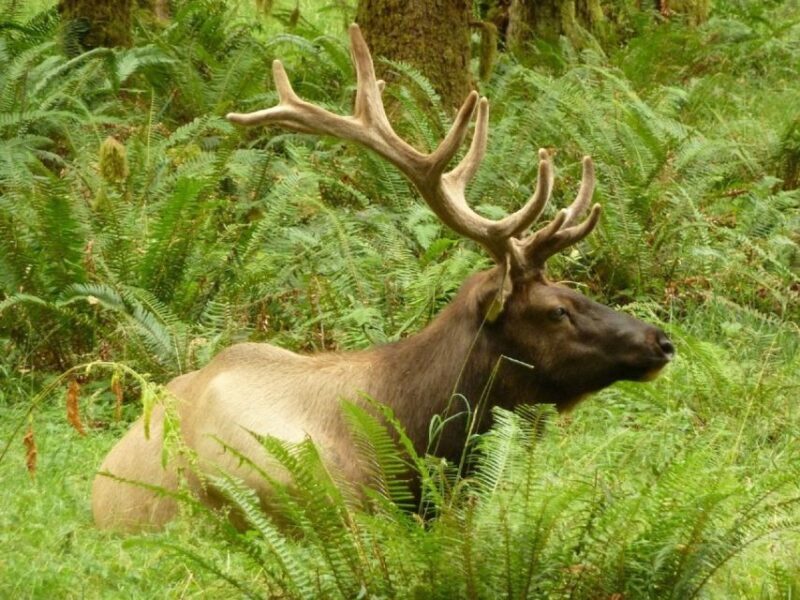 Seattle: Olympic National Park Small-Group Tour - An introduction to the experience