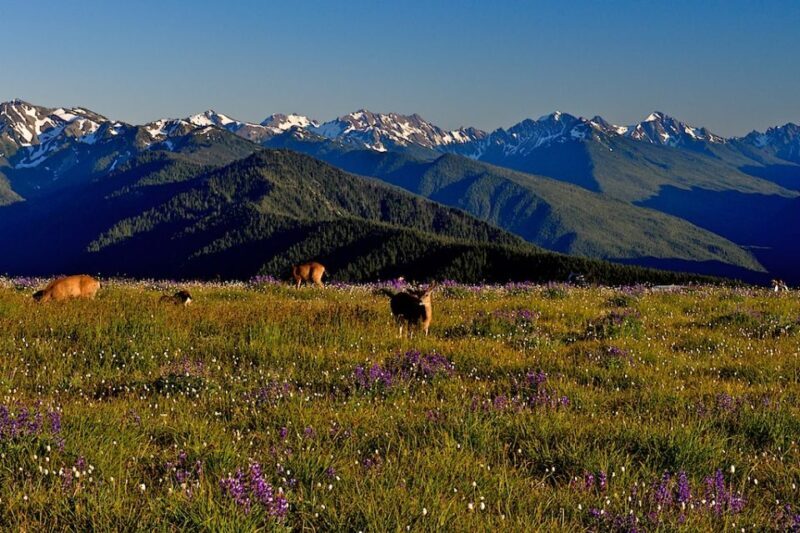 Seattle: Olympic National Park Small-Group Tour - What do travelers love most?