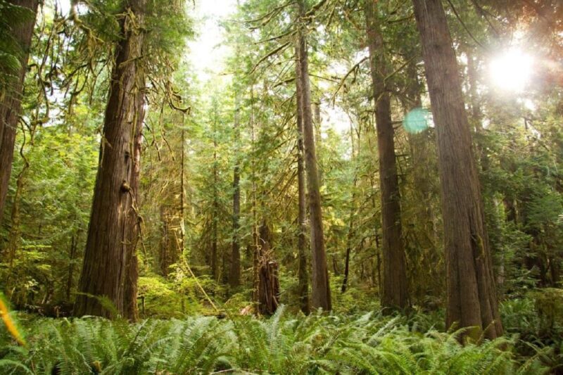 Seattle: Olympic National Park Small-Group Tour - Final thoughts