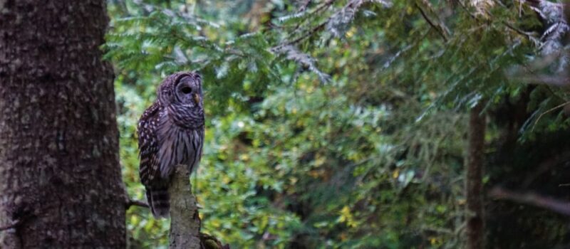 Seattle: Private Whidbey Island & Deception Pass Tour - Value and Practical Considerations