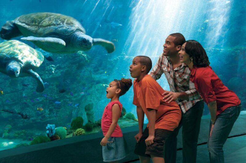 SeaWorld Orlando: Park Admission Ticket - An Honest Look at What’s Included and What to Expect