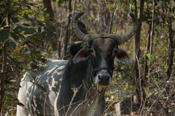 Secret Cooking Session with the bheel Tribe - Key Points
